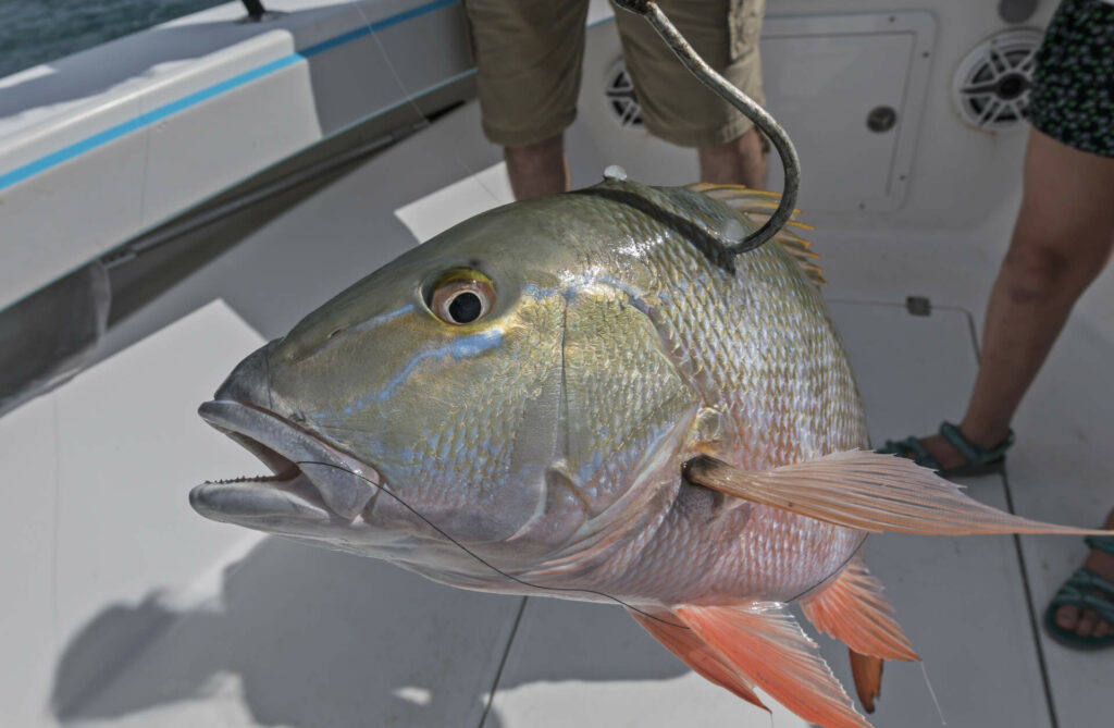 3 Popular Types Of Snapper In Port Canaveral
