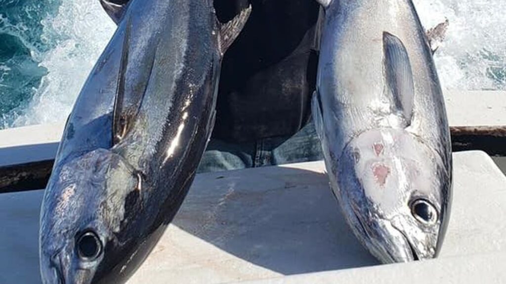 Wintertime Blackfin Tuna Fishing Port Canaveral